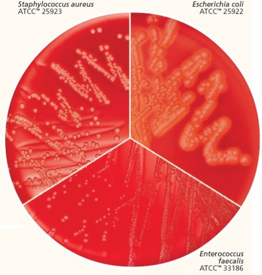 Columbia Agar Base - Interlab