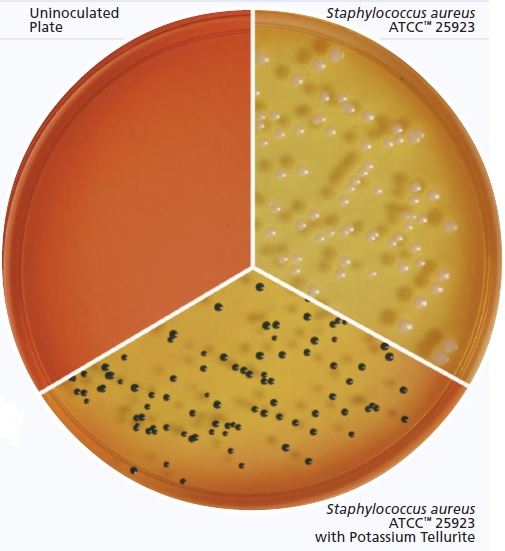 Vogel Johnson Agar - Interlab