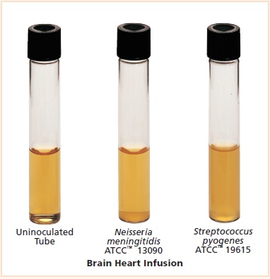 Brain Heart Infusion - Interlab