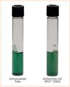 Brilliant Green Bile Broth 2% (Brilliant Green Lactose Bile Broth ...