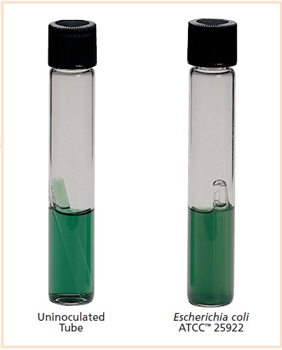 Brilliant Green Bile Broth 2% (Brilliant Green Lactose Bile Broth ...