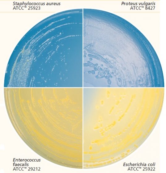CLED Agar - Interlab