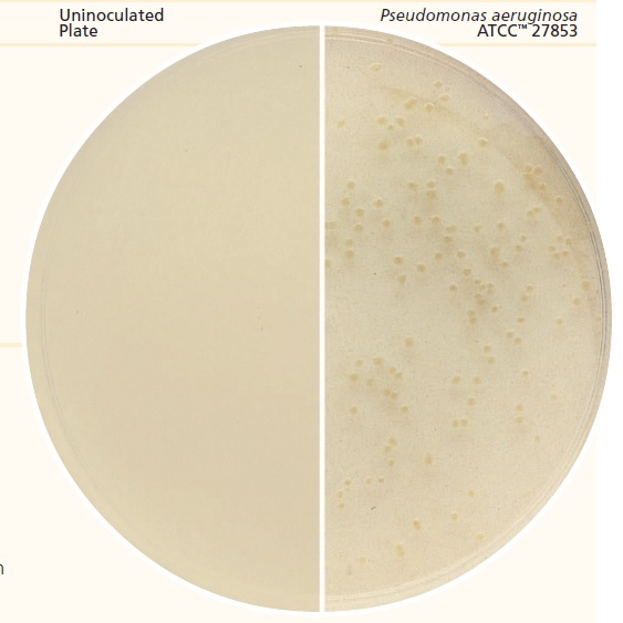 Cetrimide Agar Base - Interlab