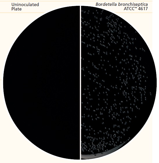 Charcoal Agar - Interlab