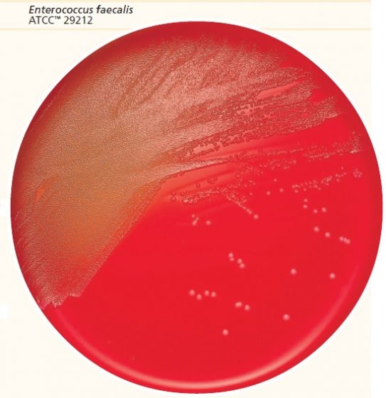Columbia CNA Agar - Interlab