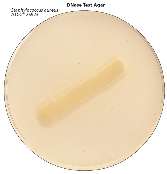 Dnase Test Agar - Interlab