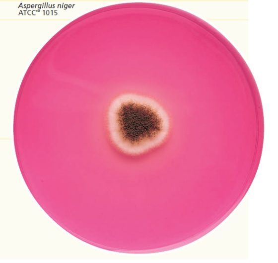 DRBC Agar (Dichloran Rose Bengal Chloramphenicol) - Interlab