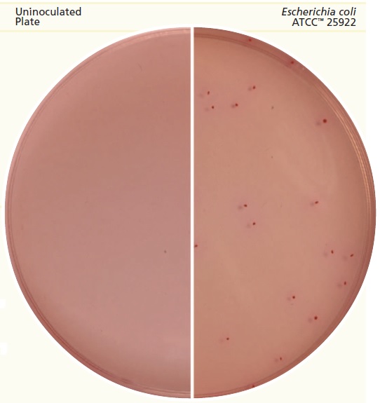 Desoxycholate Lactose Agar - Interlab