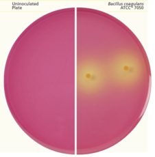 Categorias Microbiologia - Página 6 de 26 - Interlab