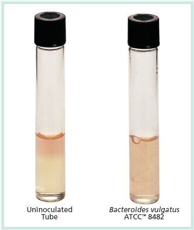 Fluid Thioglycollate Medium - Interlab