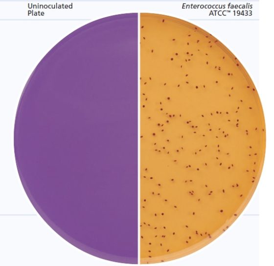 KF Streptococcus Agar (Kenner Fecal) - Interlab