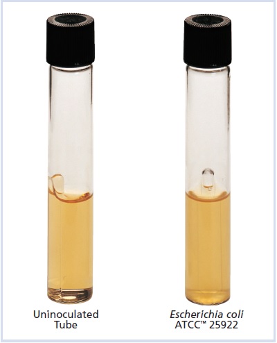 Lactose Broth - Interlab