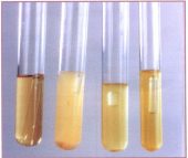 Lauryl Tryptose Broth - Interlab