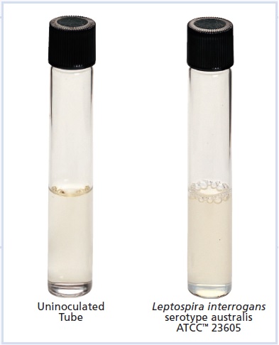 Leptospira Enrichment EMJH - Interlab