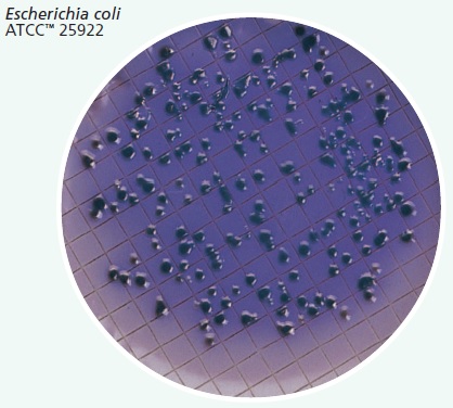 M-FC Agar - Interlab