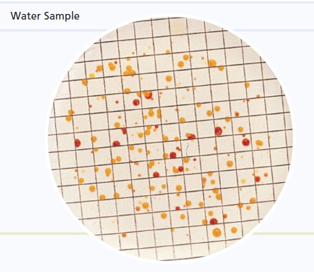 M-HPC Agar - Interlab