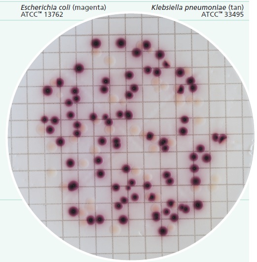 M-TEC Agar, Modified - Cromogênico - Interlab