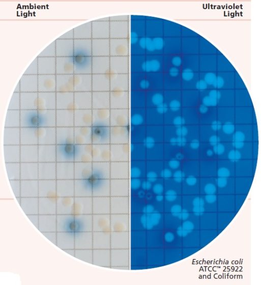 MI Agar (cromogênico e fluorogênico p/E. coli e coliformes totais ...