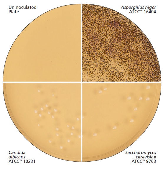 Malt Agar - Interlab
