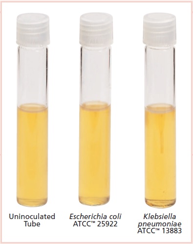 Motility GI Medium - Interlab