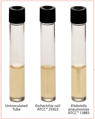 Motility Test Medium - Interlab
