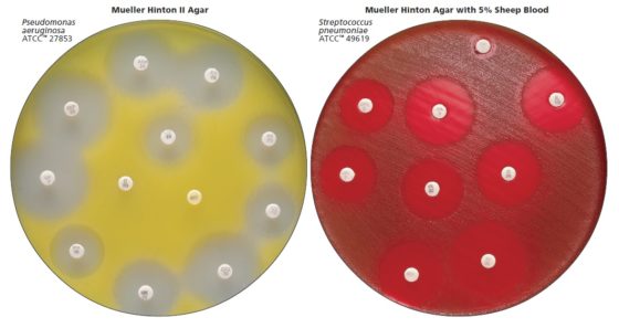 Mueller Hinton Agar - Interlab