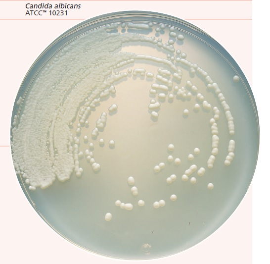Mycosel Agar - Interlab