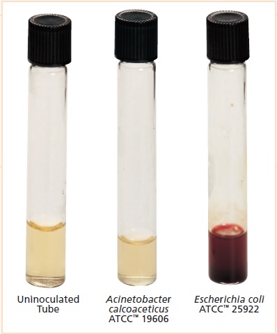 Nitrate Broth - Interlab