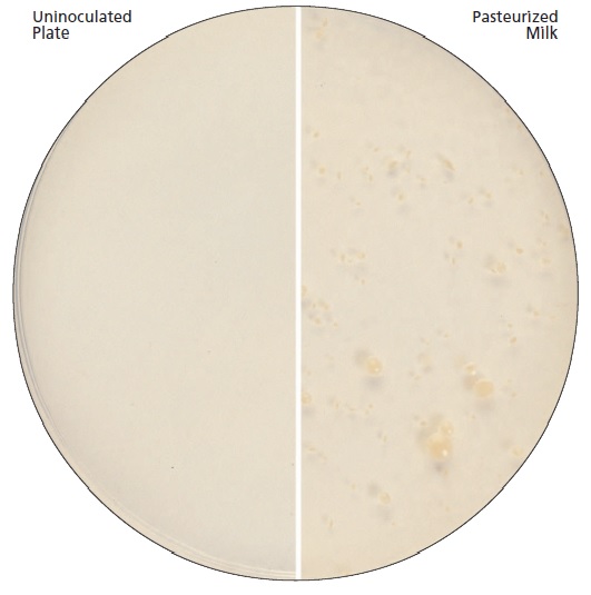 Plate Count Agar - Interlab