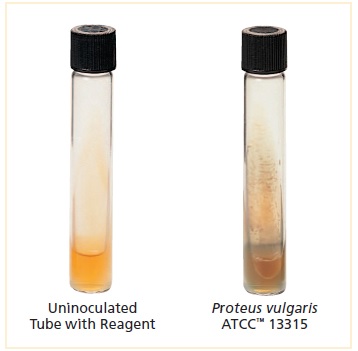 Phenylalanine Agar - Interlab