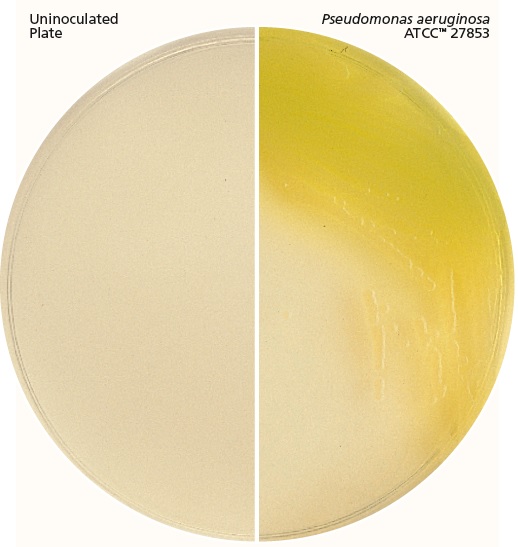 Pseudomonas Isolation Agar - Interlab