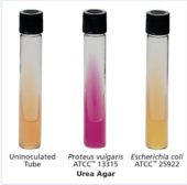 Urea Agar Base - Interlab