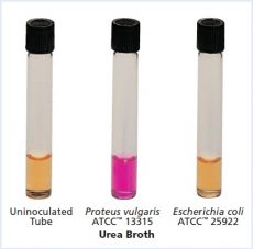 Marcas Difco - Página 11 de 12 - Interlab