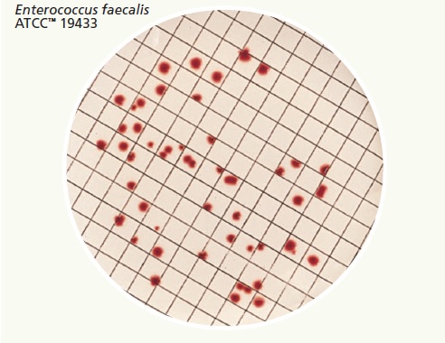 M-Enterococcus Agar - Interlab