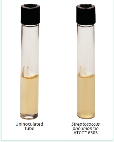 Tryptose Phosphate Broth - Interlab