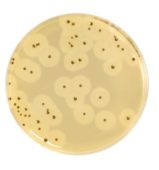 Easy Staph Agar BK216HA - Interlab